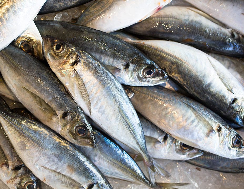 MACKEREL WHOLE LRG TUNACOR/MASCATO RDW - Hoxies