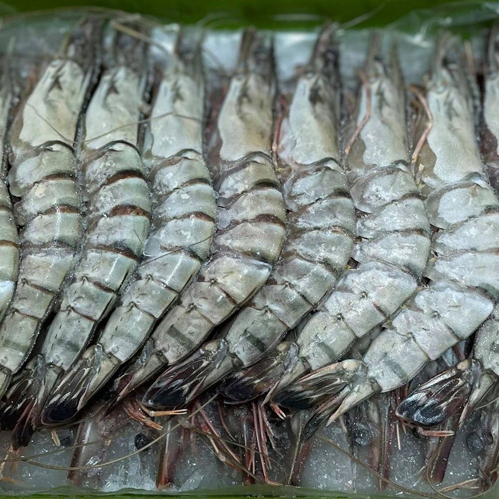 PRAWN BLACK TIGER 16/20 6X2KG - Hoxies