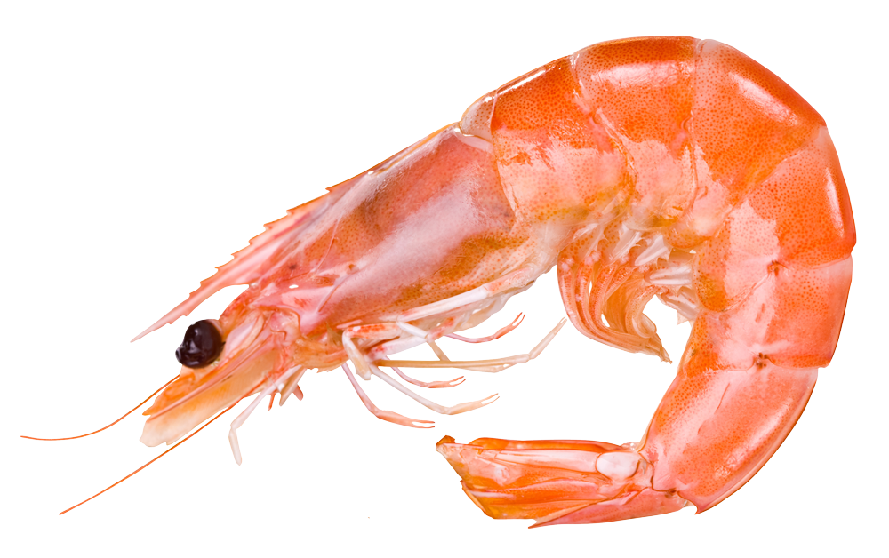 PINK PRAWN X/LARGE H/O 12X1KG - Hoxies